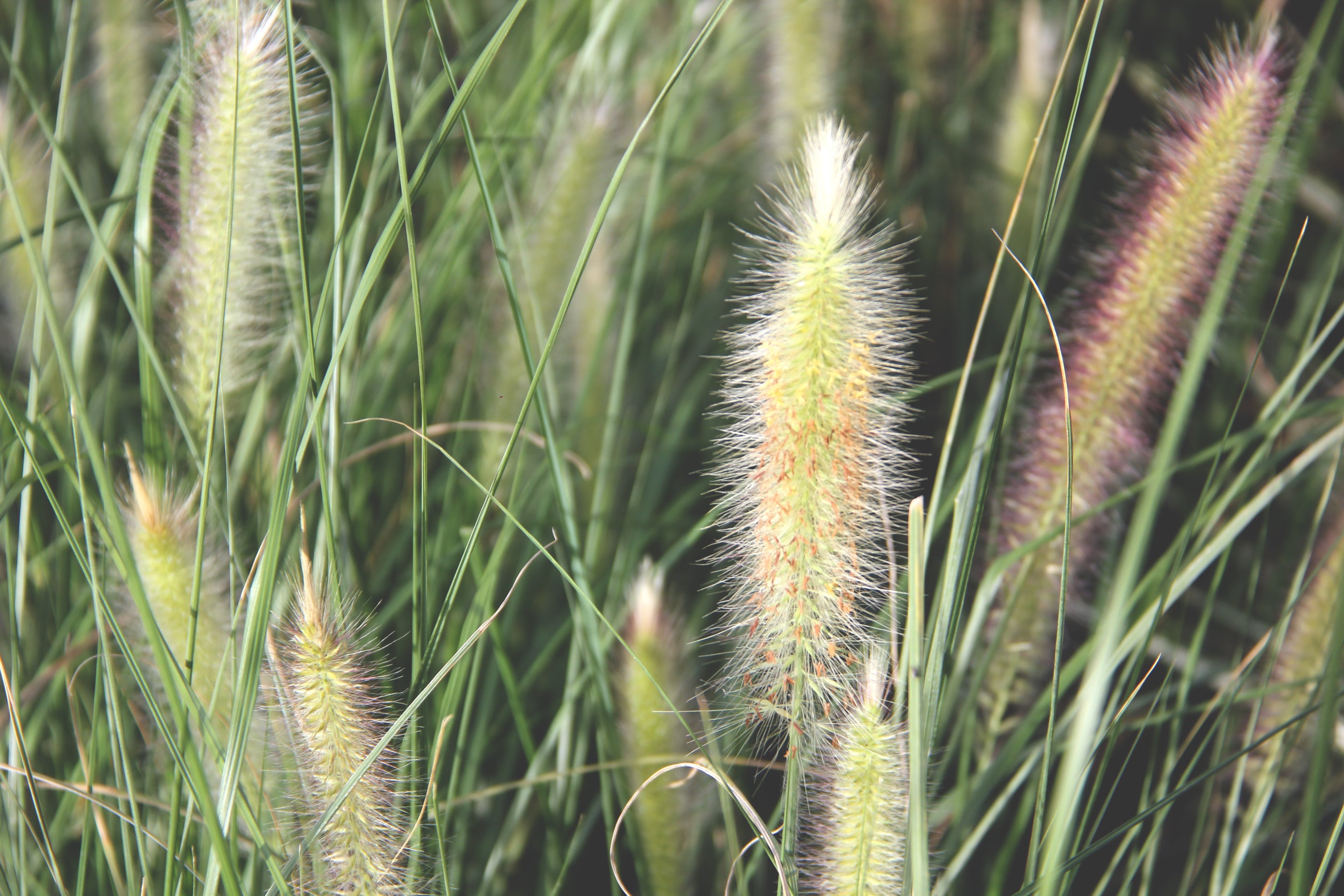 Gramíneas – Vivero El Ceibo