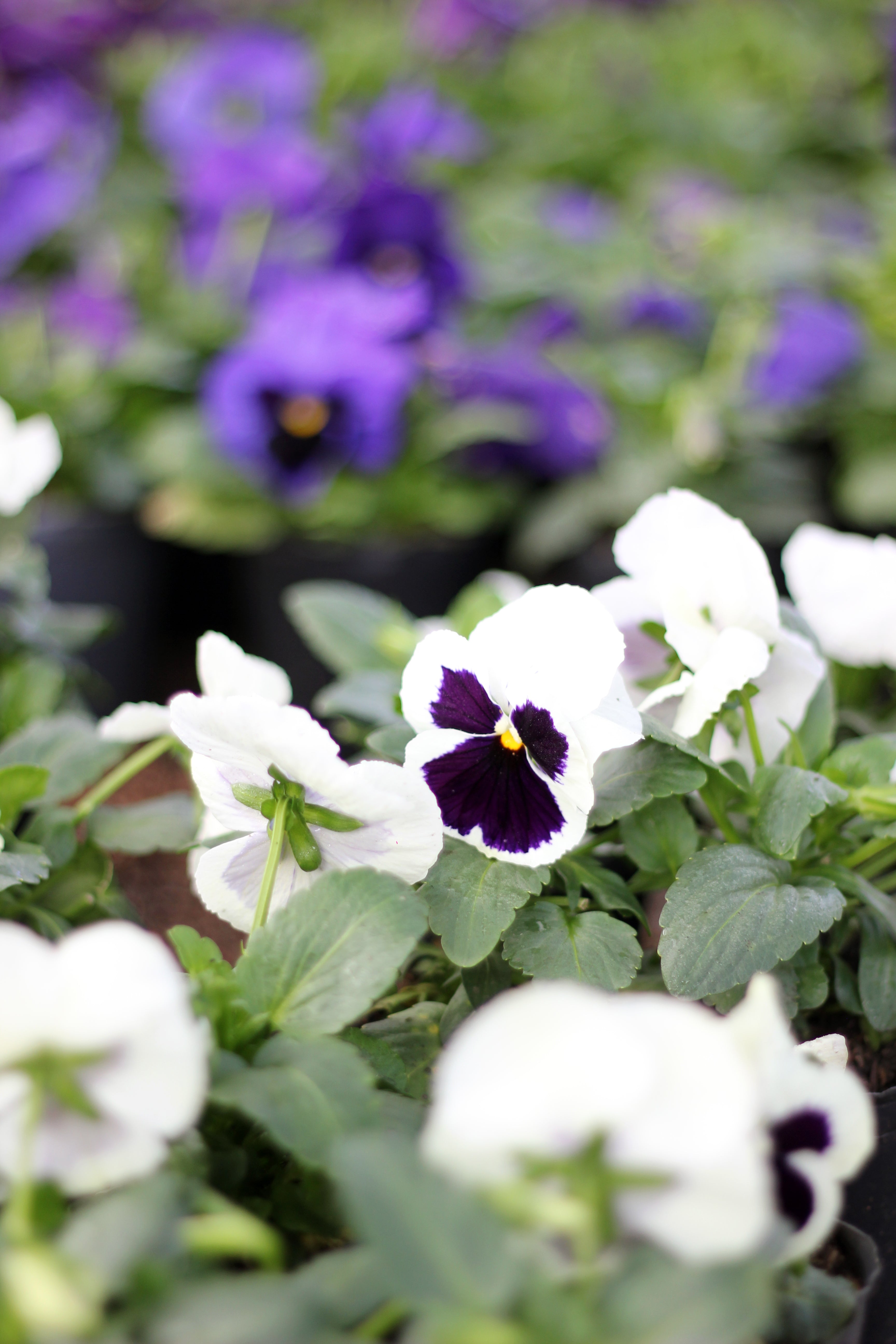 Plantas – Vivero El Ceibo