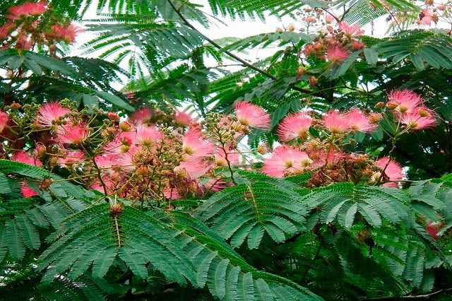 Acacia de Constantinopla – Vivero El Ceibo