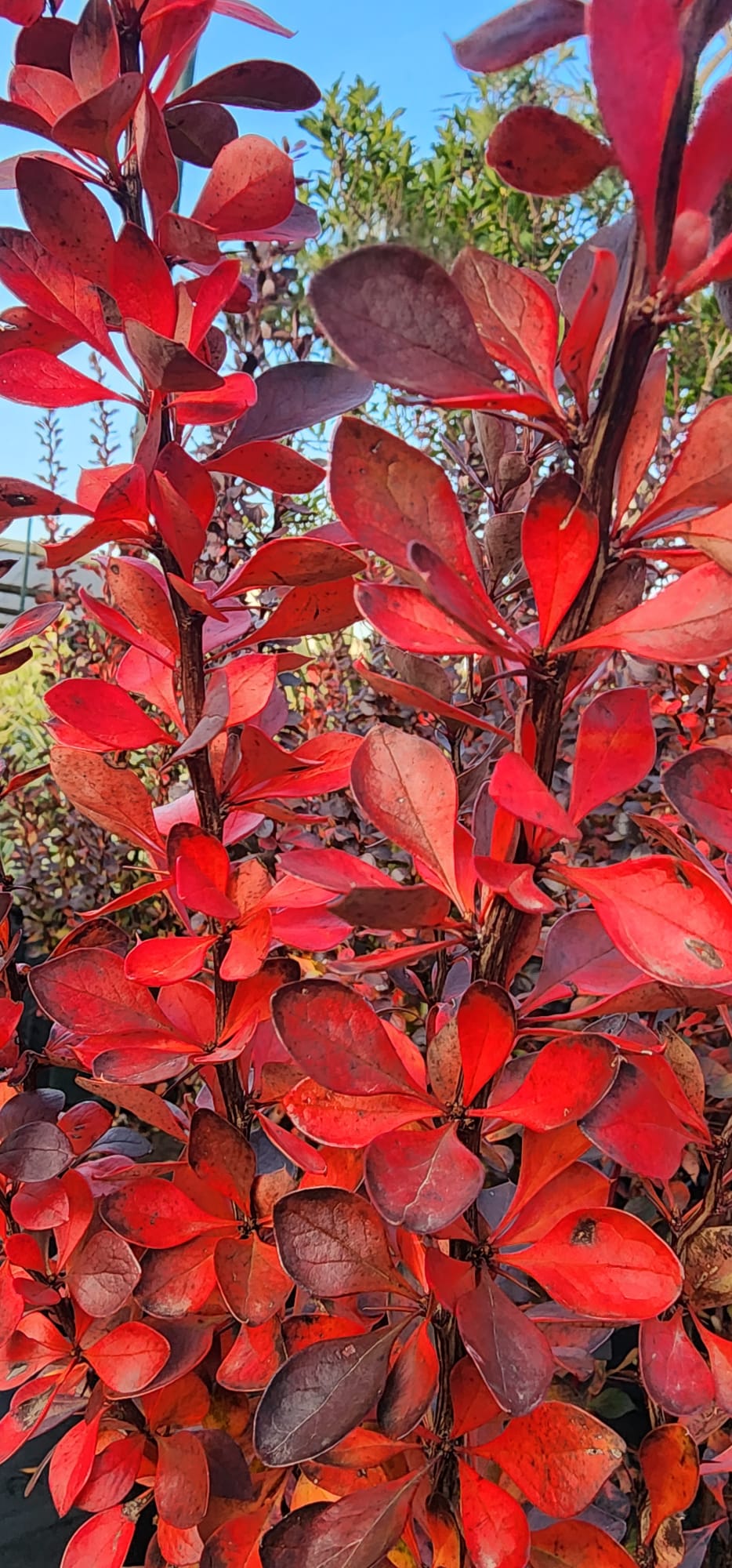 Arbustos – Vivero El Ceibo