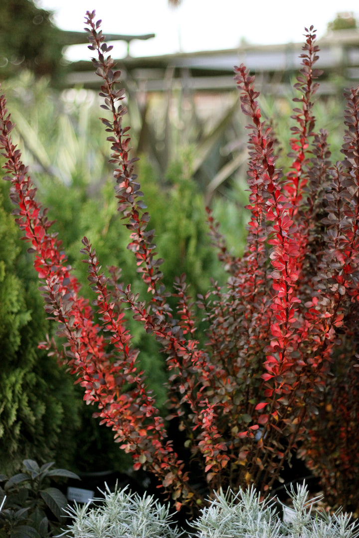 Arbustos – Vivero El Ceibo