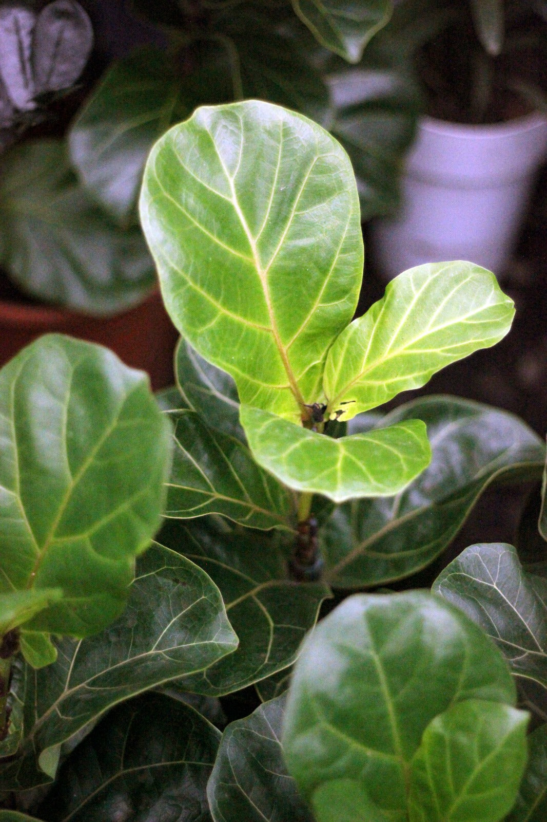 Ficus lyrata compacto – Vivero El Ceibo