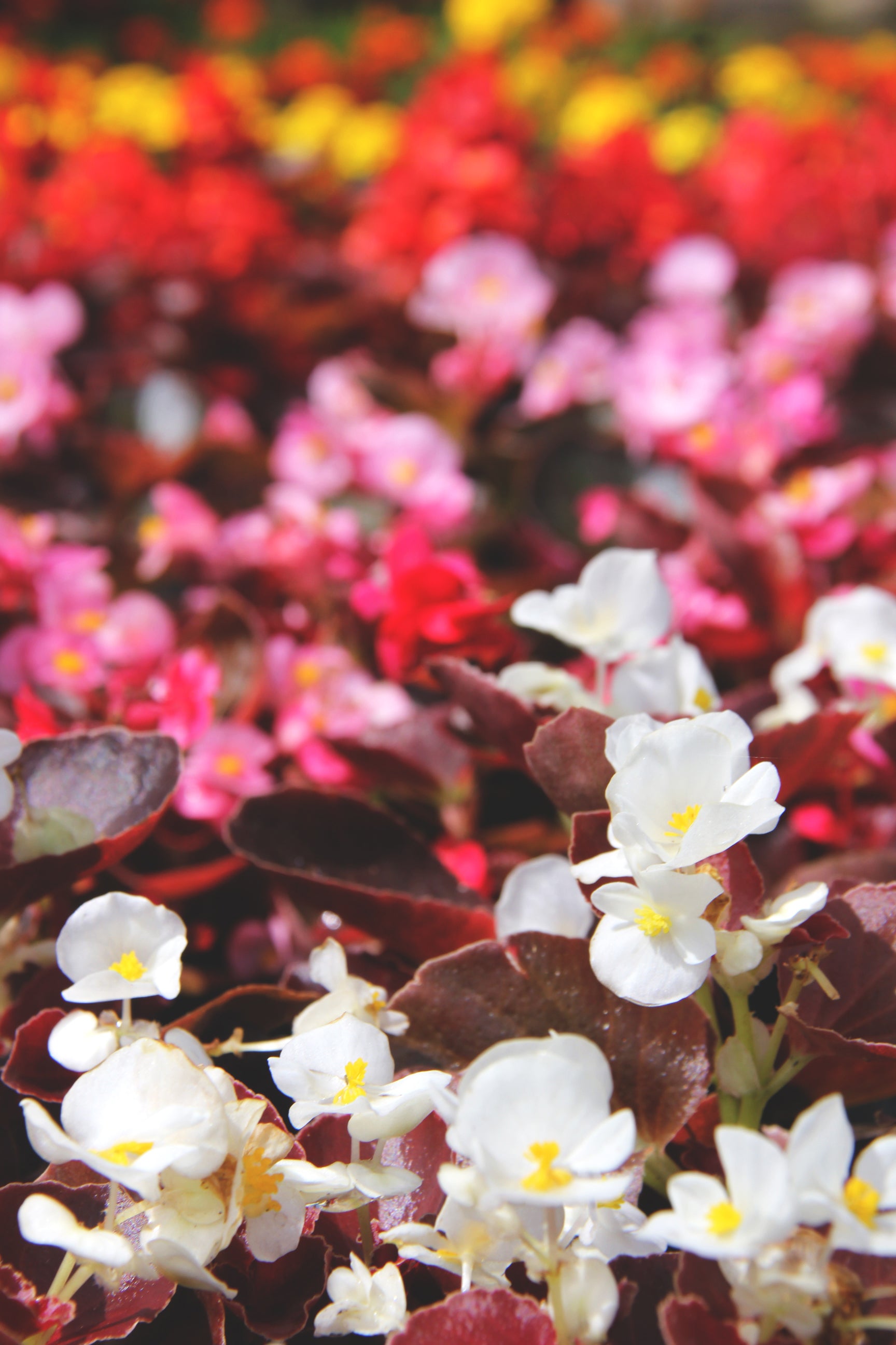 Flor de Azúcar – Vivero El Ceibo