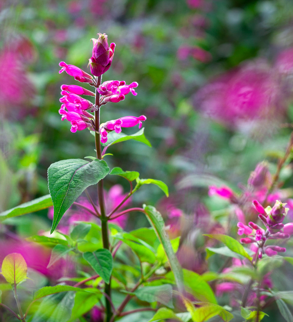 Salvia involucrata 'Hadspen' – Vivero El Ceibo