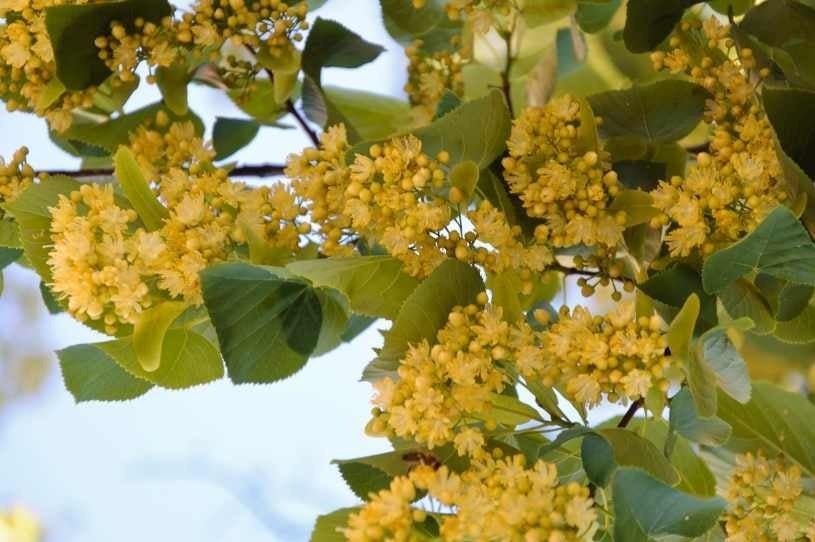 Tilo – Vivero El Ceibo