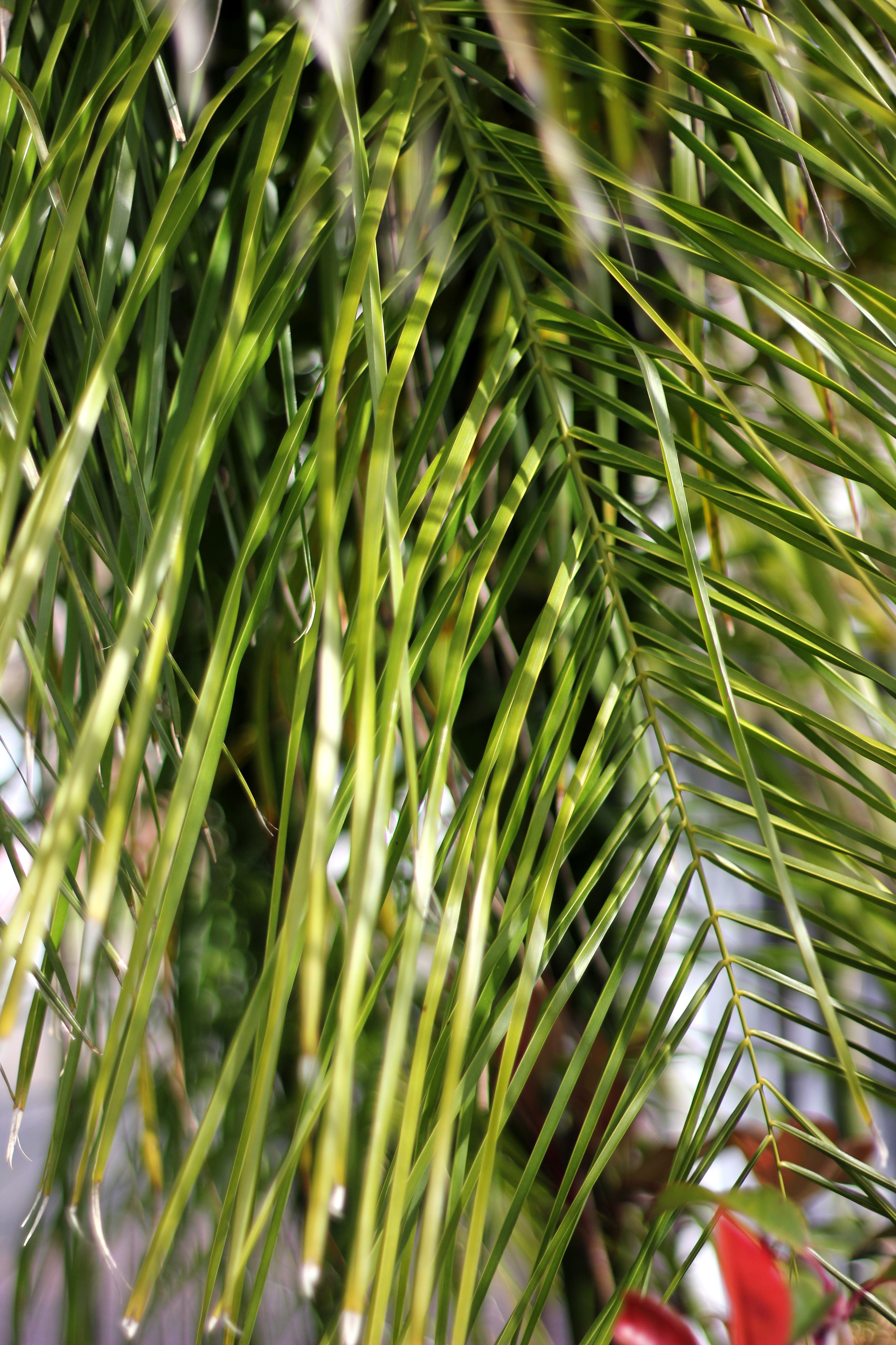Pindó – Vivero El Ceibo
