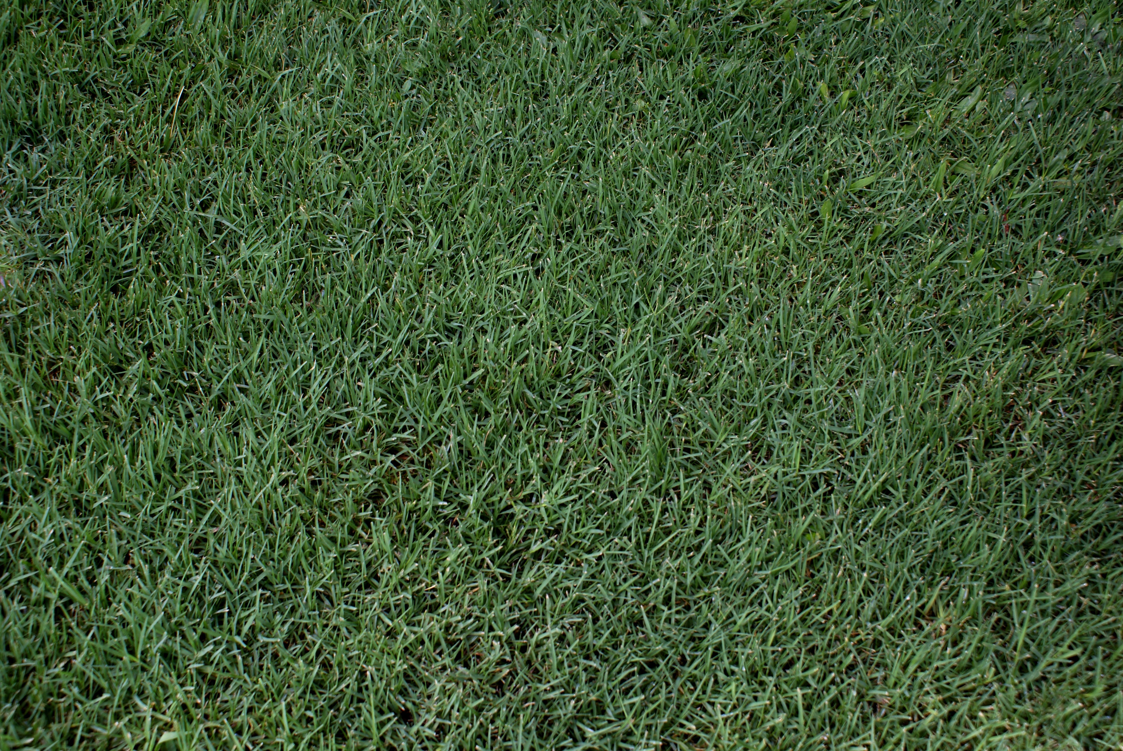Bermuda (Cynodon dactylon) – Vivero El Ceibo