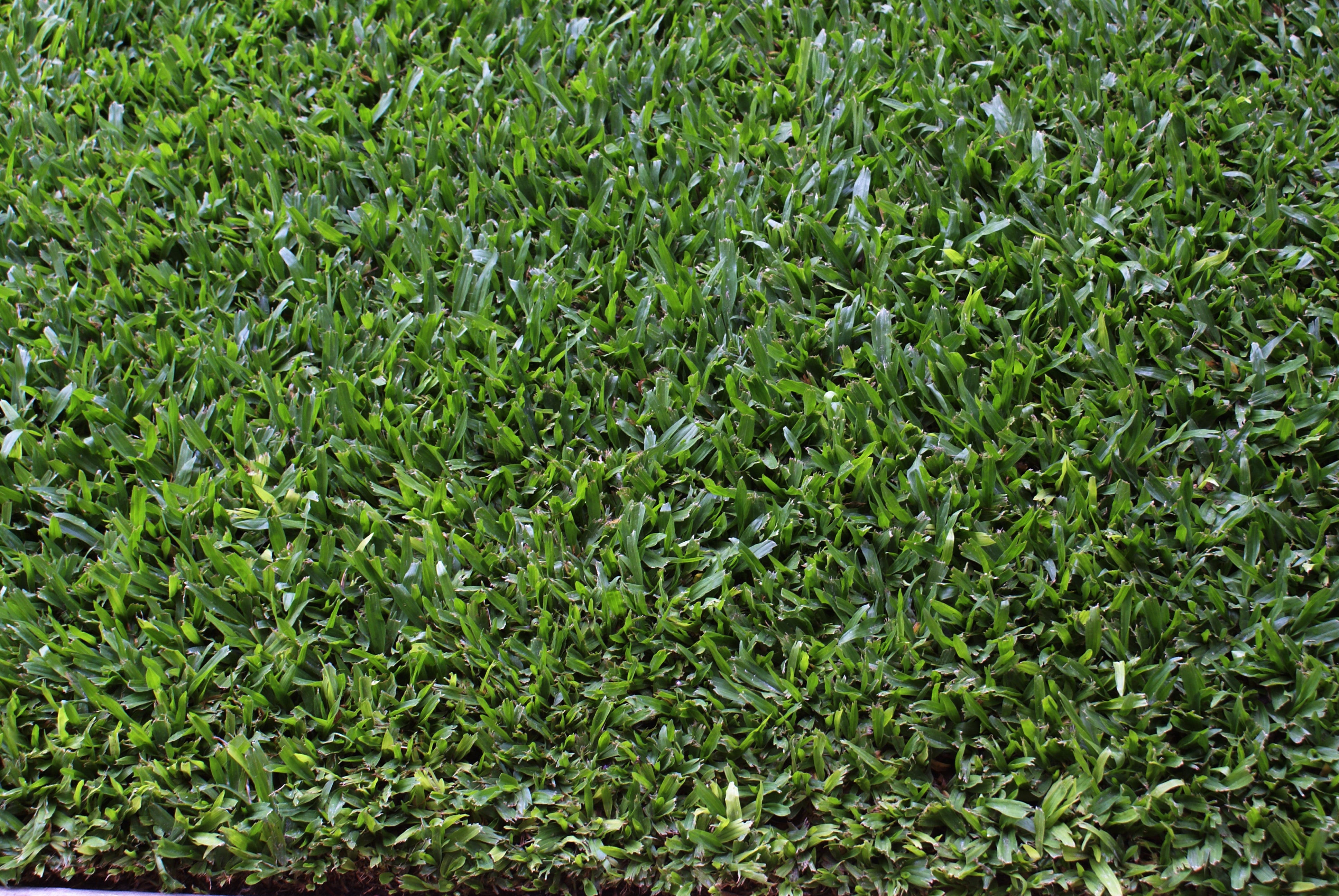 Axonopus compressus – Vivero El Ceibo