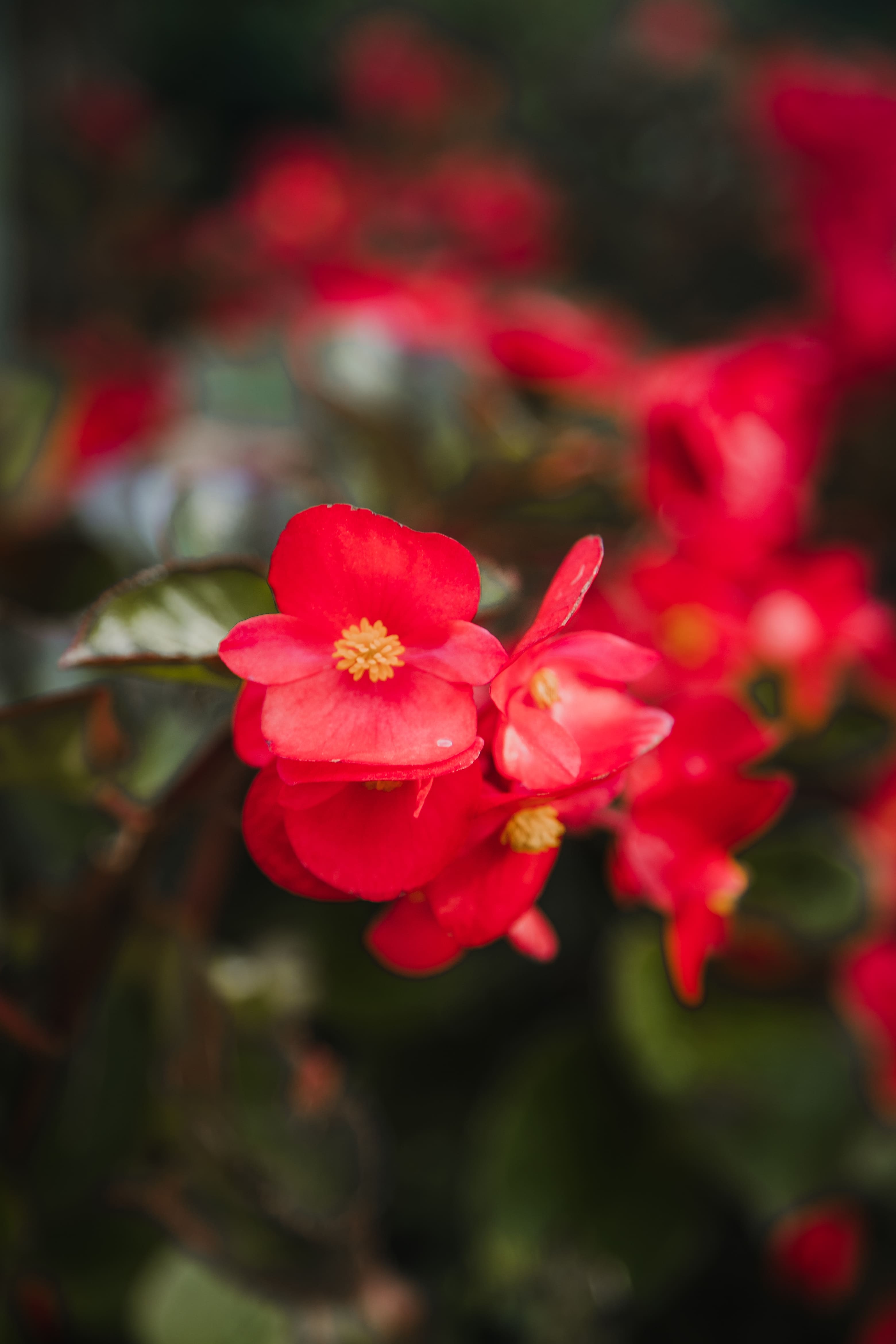 Flor de Azúcar – Vivero El Ceibo