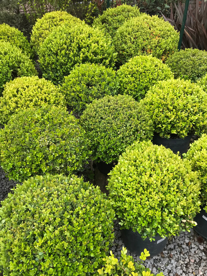 Arbustos – Vivero El Ceibo