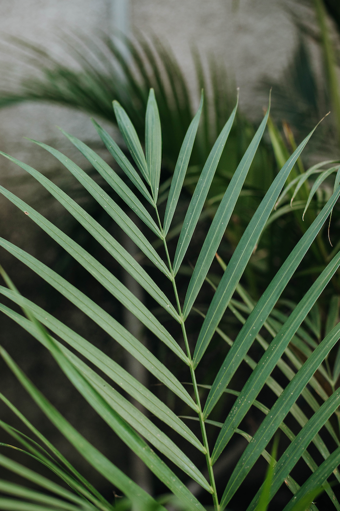 Areca – Vivero El Ceibo