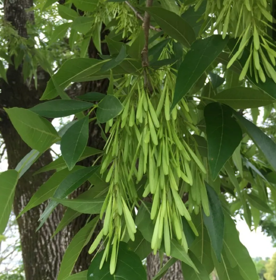 Fresno americano – Vivero El Ceibo