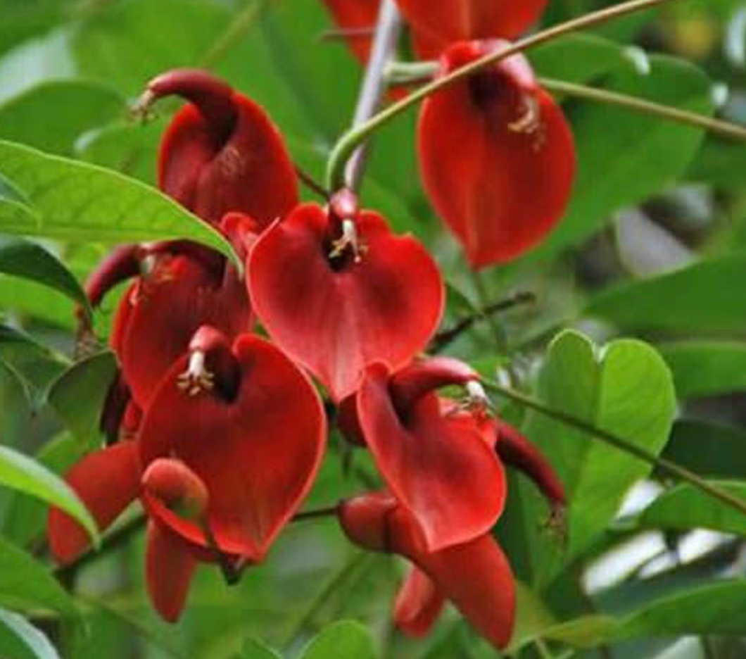 Arboles y Palmeras – Vivero El Ceibo